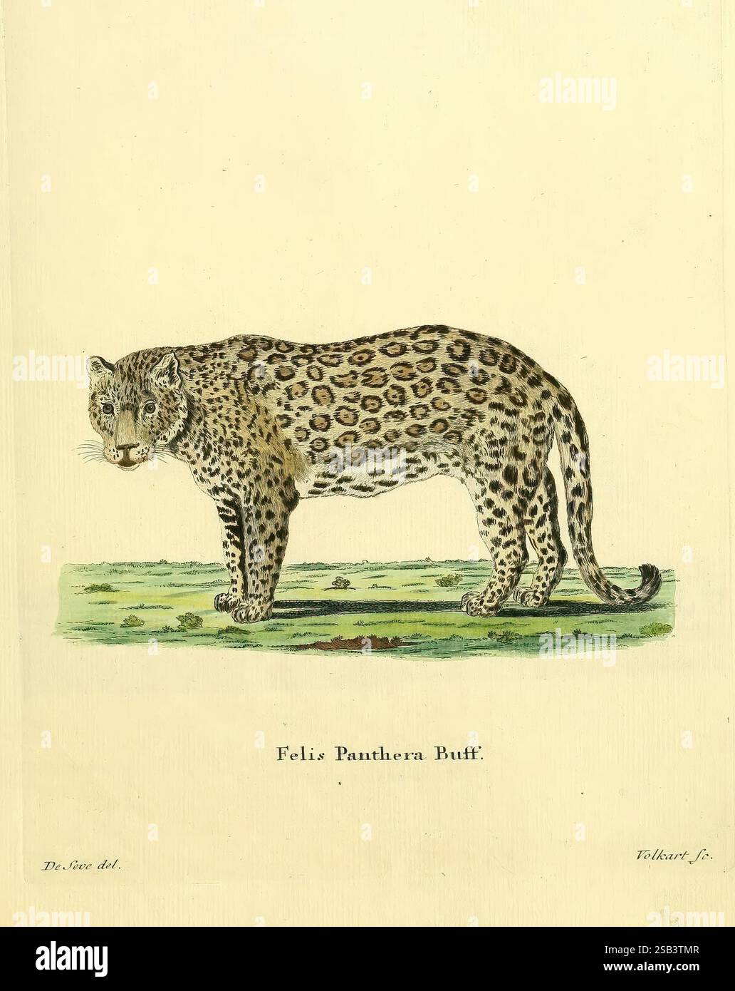 Felis panthera buff hi-res stock photography and images - Alamy