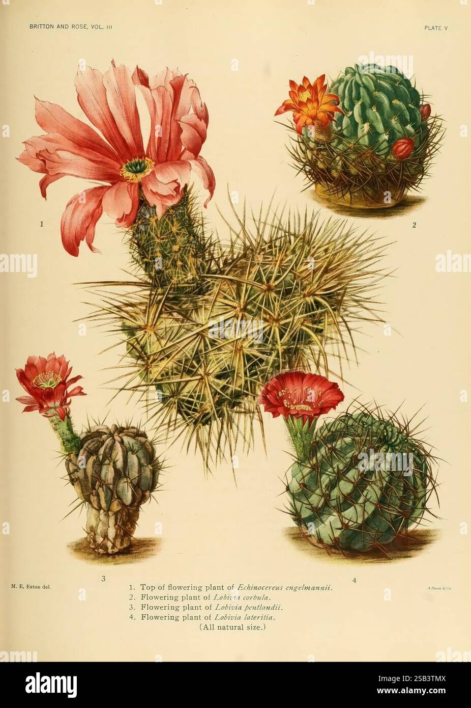 The Cactaceae, Washington, Carnegie Institution of Washington, 1919 ...