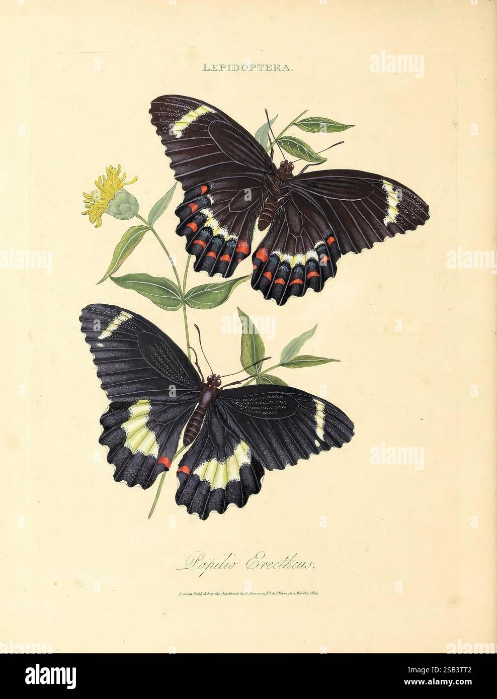 Artwork features two beautifully detailed butterflies hi-res stock ...