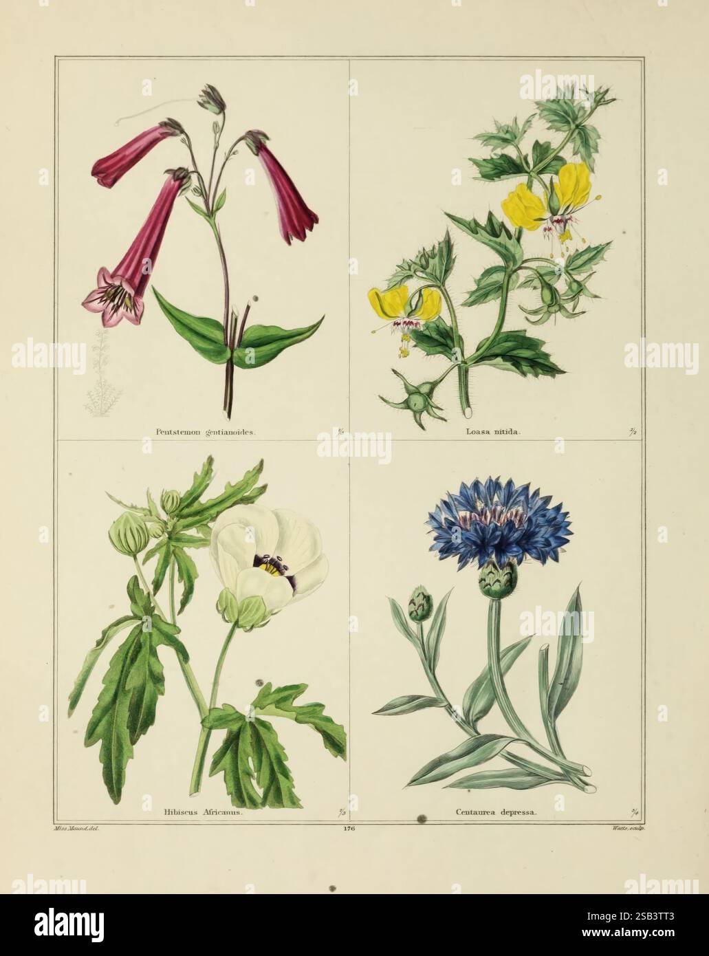 Showcasing distinct floral characteristics hi-res stock photography and ...