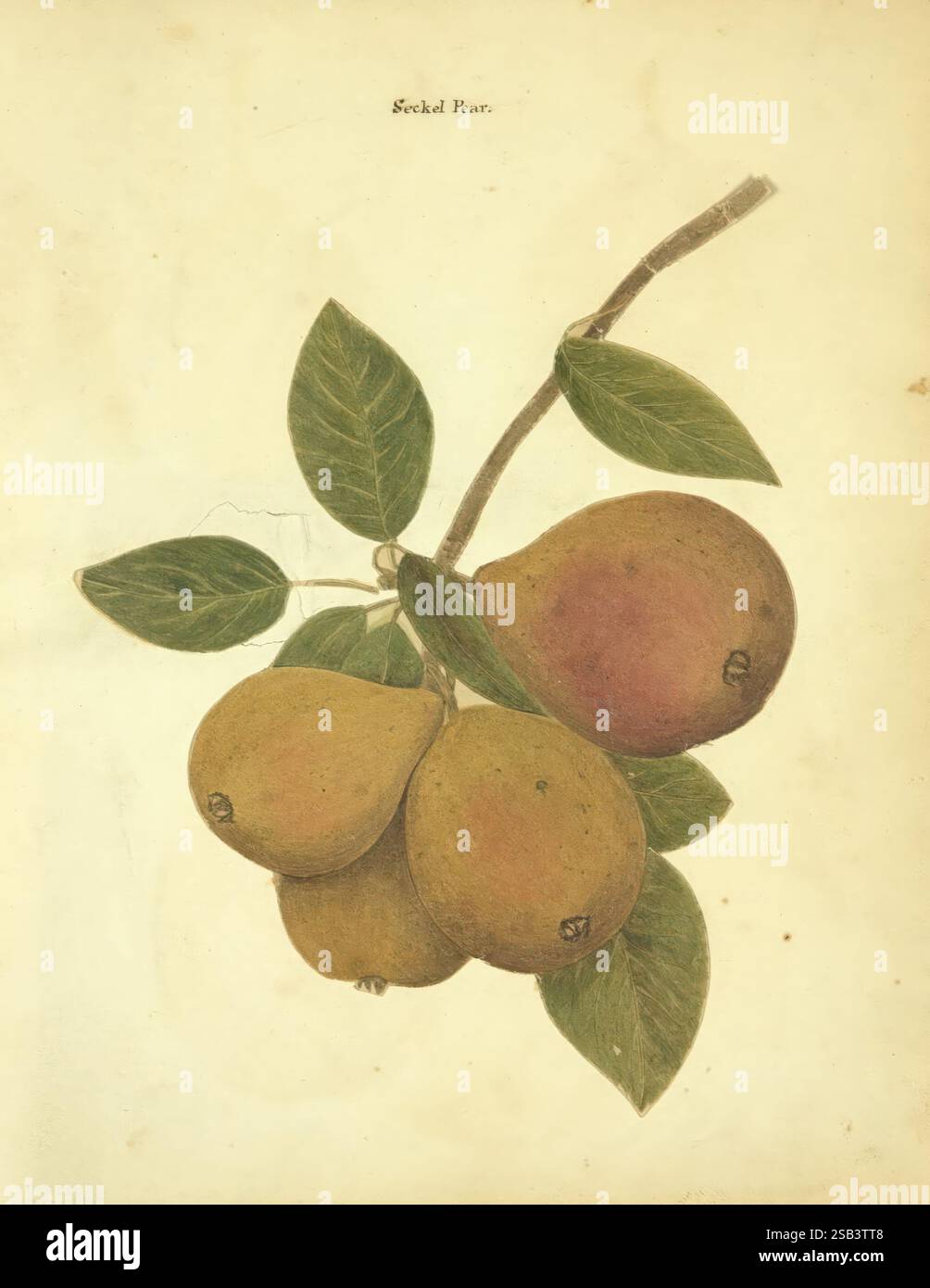 Pears characteristic shape hi-res stock photography and images - Alamy