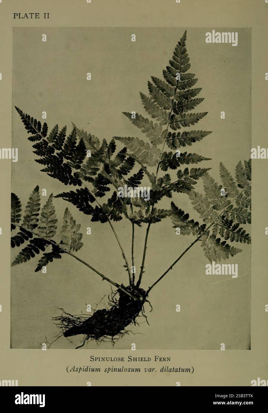 Aspidium spinulosum var hi-res stock photography and images - Alamy