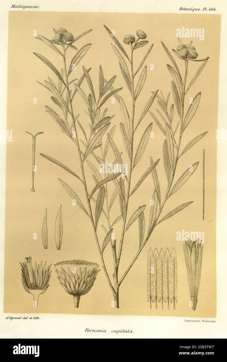 Ferdonia capitata hi-res stock photography and images - Alamy