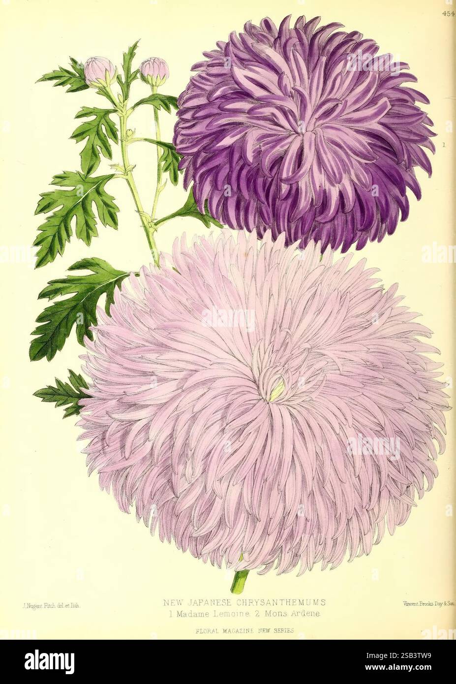 New japanese chrysanthemums hi-res stock photography and images - Alamy