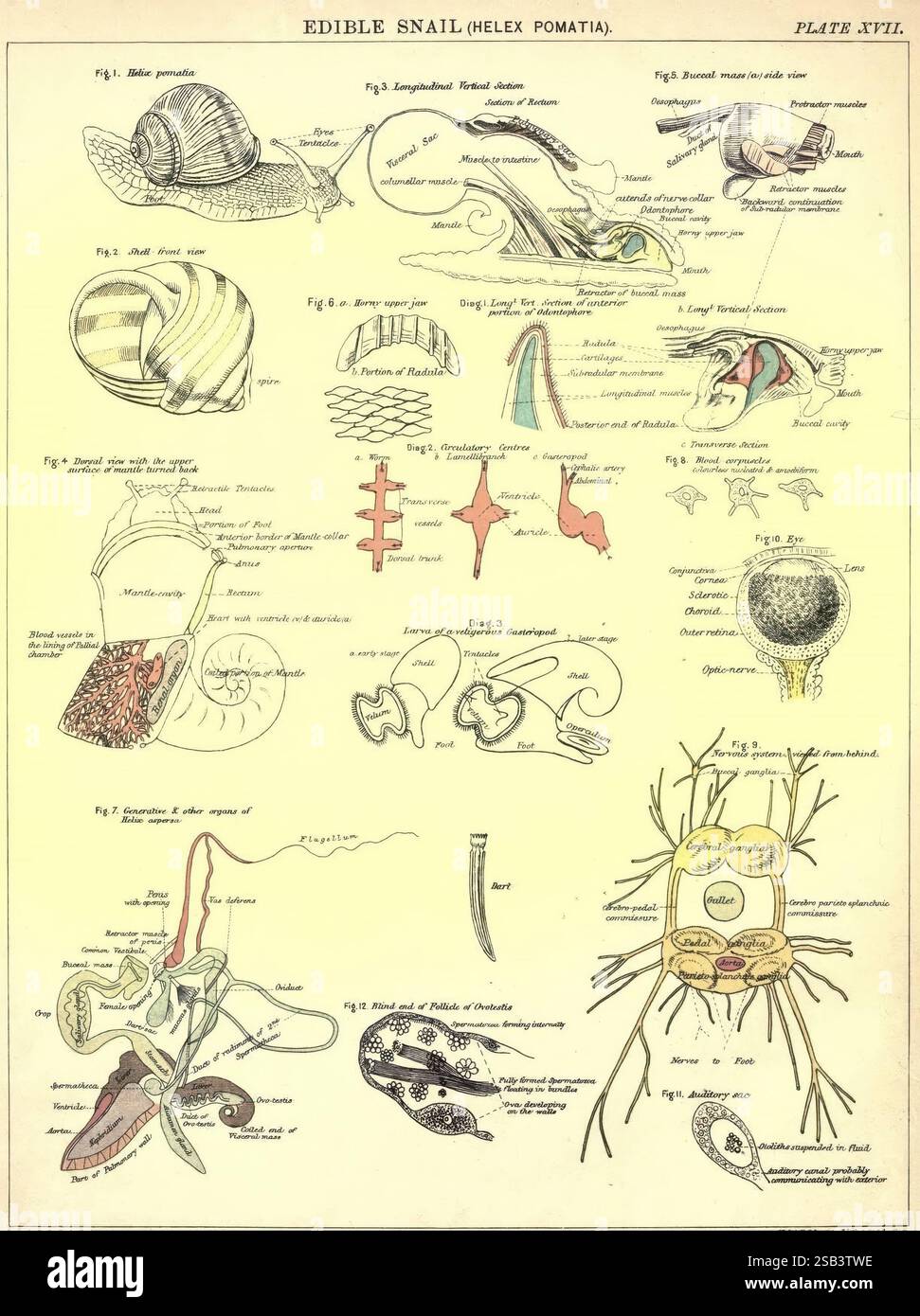 Gastropod anatomy study hi-res stock photography and images - Alamy