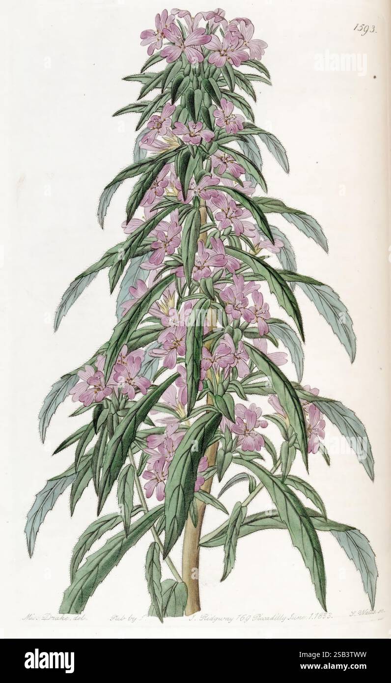 Plant introduction plants ornamental 47 sarah ann drake 2 women hi-res ...