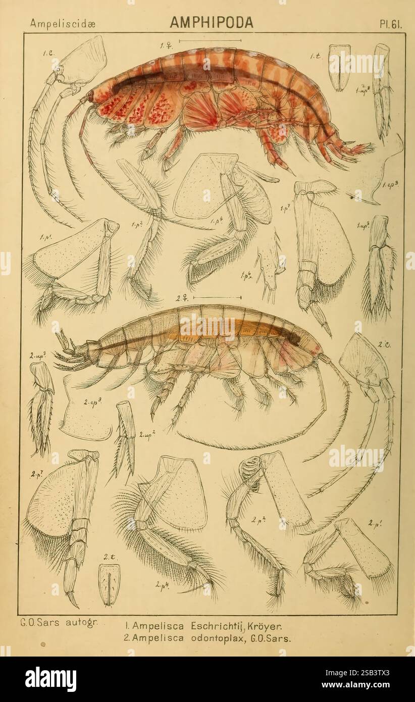An account of the Crustacea of Norway Christiania, A. Cammermeyer, 1895 ...