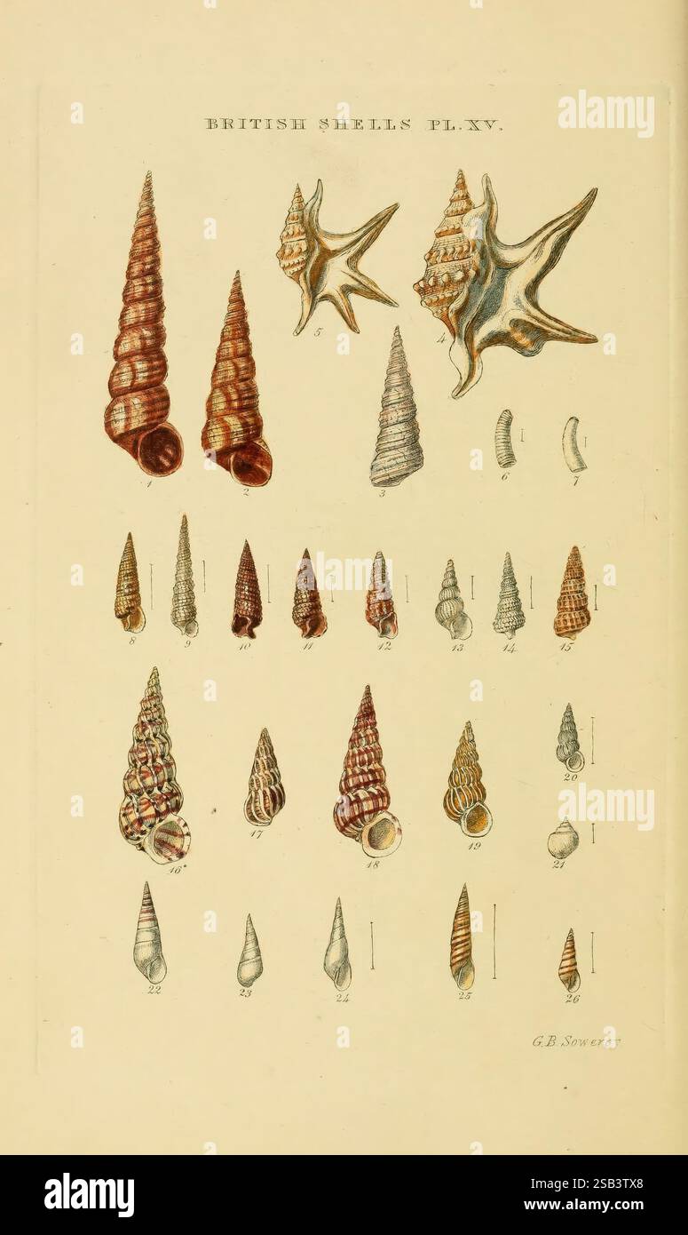 Exhibiting ribbed textures hi-res stock photography and images - Alamy