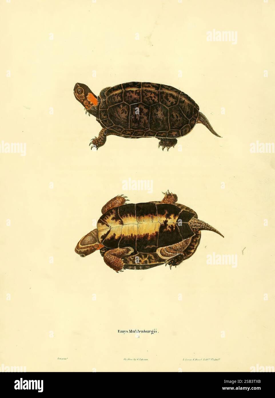 North American, herpetology Philadelphia, J. Dobson, 1836-1840 ...