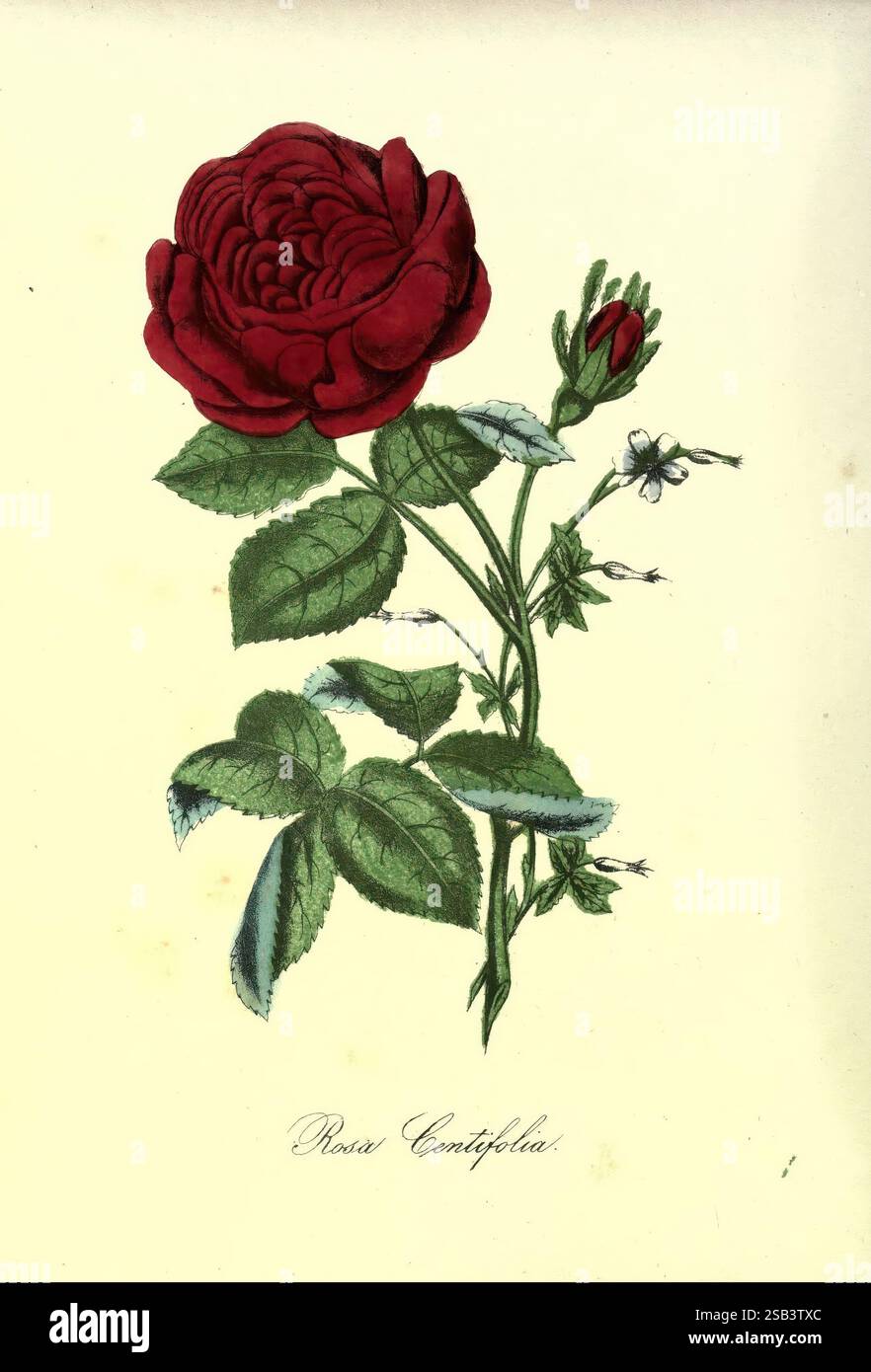 Rose showcases hi-res stock photography and images - Alamy