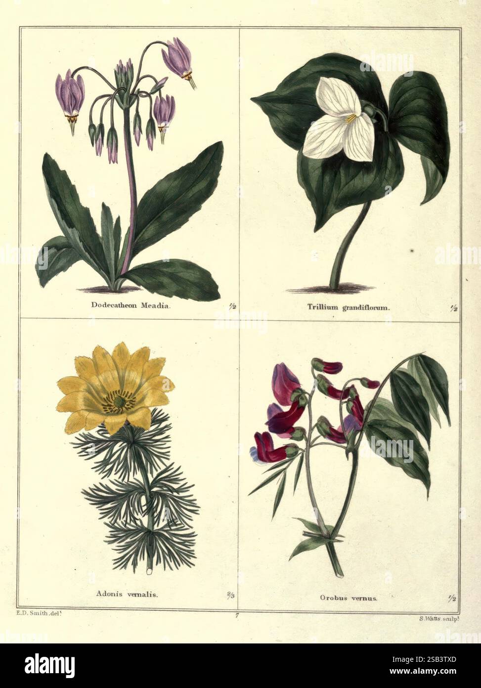 The, Botanic, Garden, London, Simpkin, Marshall, 1825, Botany ...