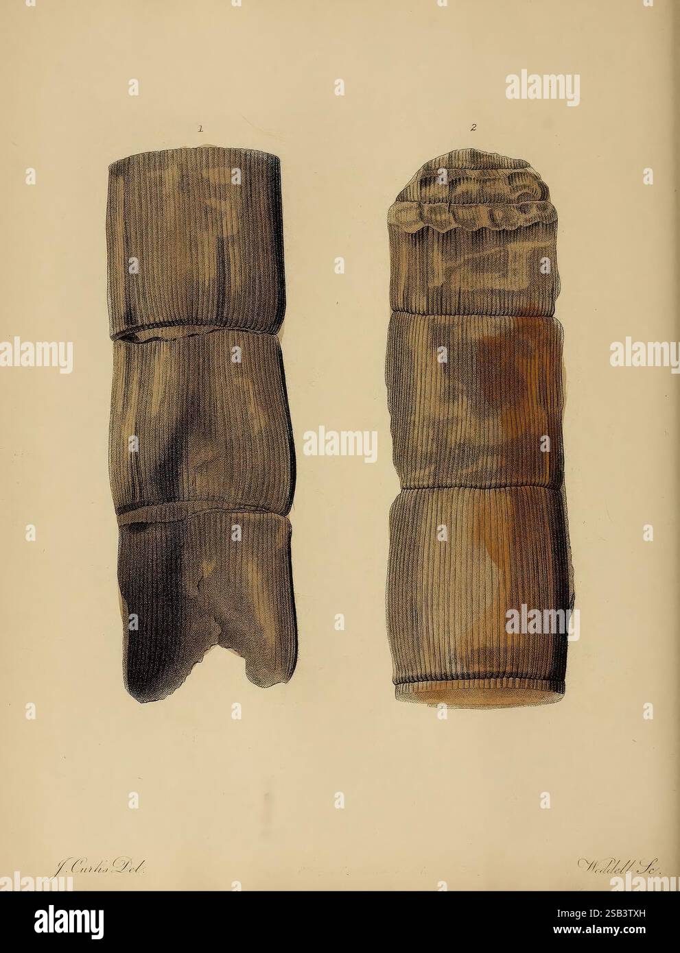 Illustration features two cylindrical stone artifacts hi-res stock ...