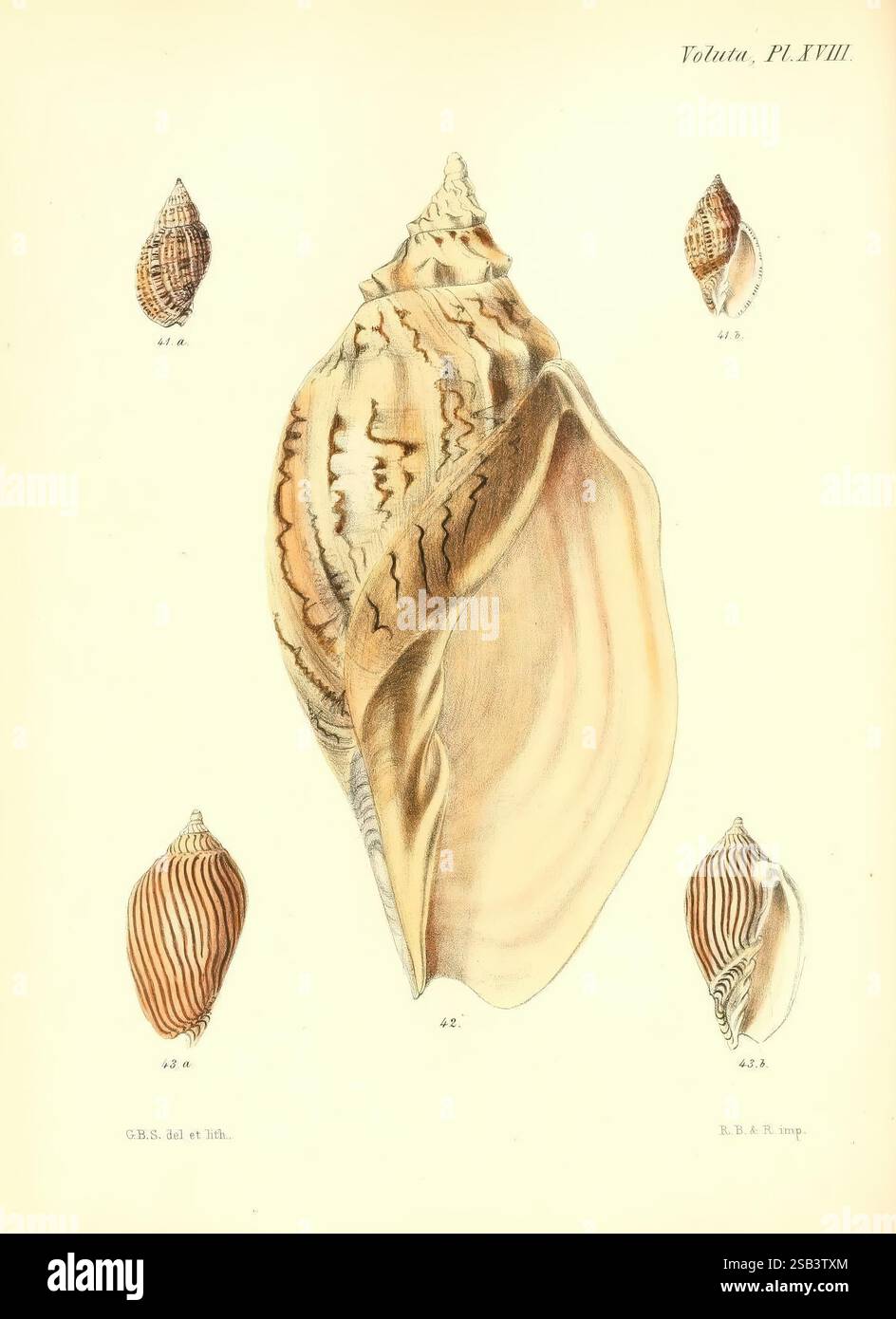Conchologia iconica, or Illustrations of the shells of molluscous ...