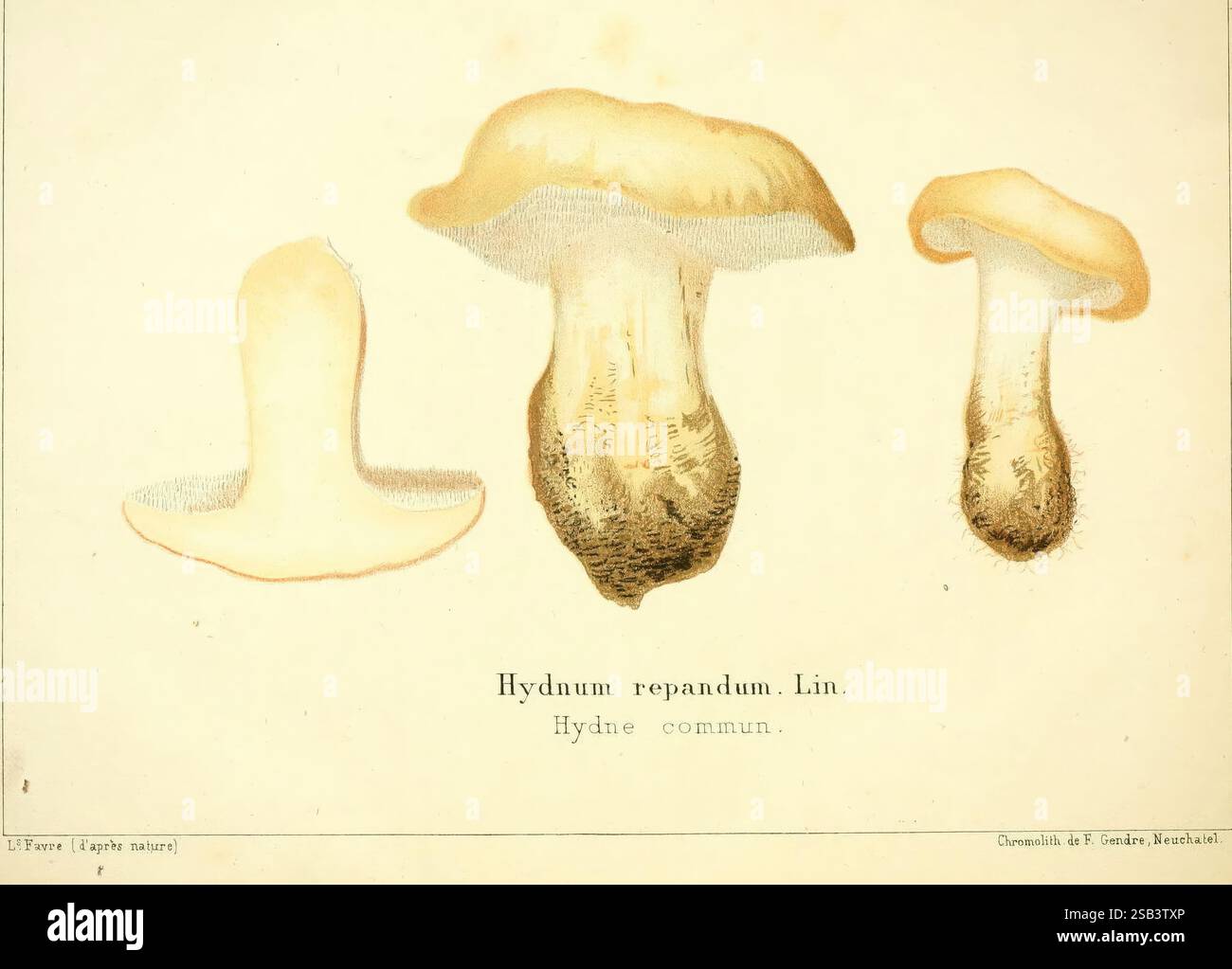 Rightmost representation captures hi-res stock photography and images ...