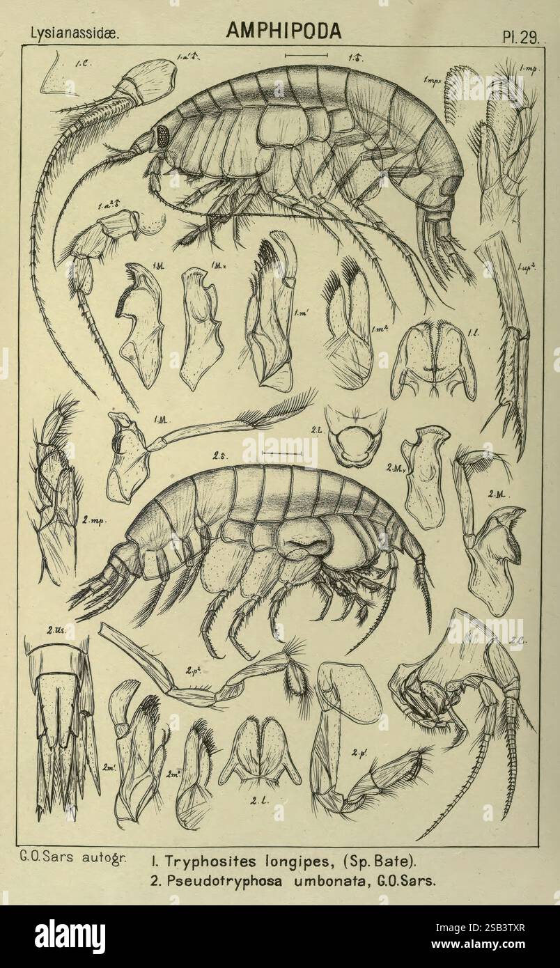 Specific species nomenclature hi-res stock photography and images - Alamy