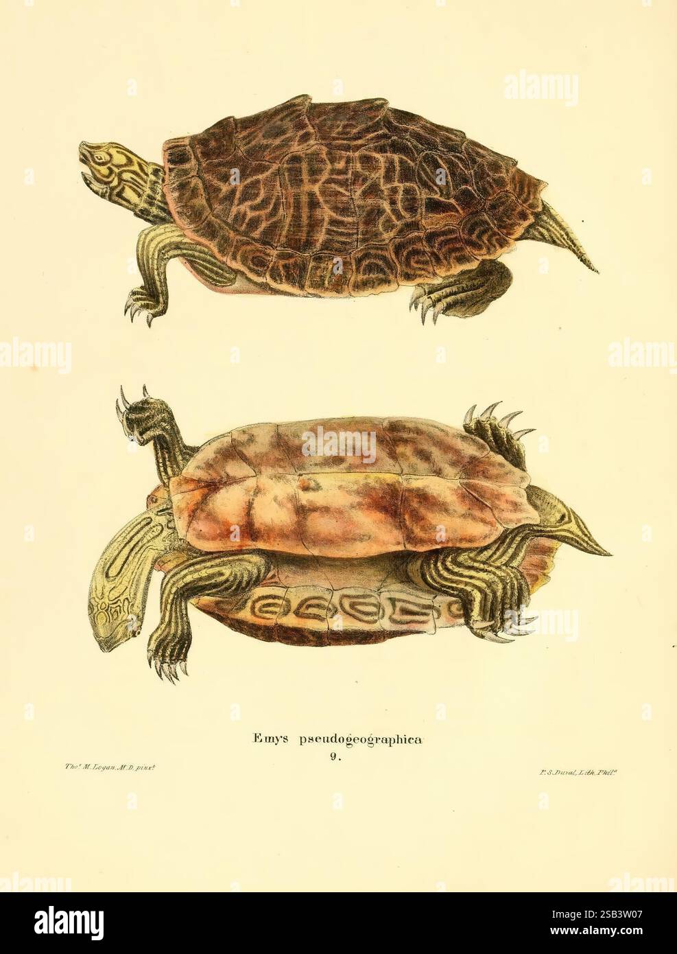 Top turtle displays hi-res stock photography and images - Alamy