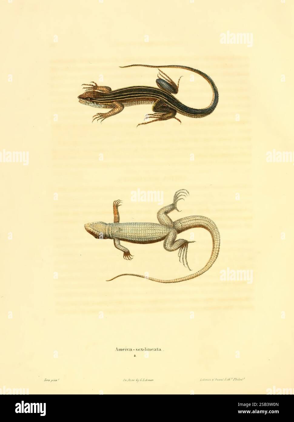 Top lizard exhibits hi-res stock photography and images - Alamy