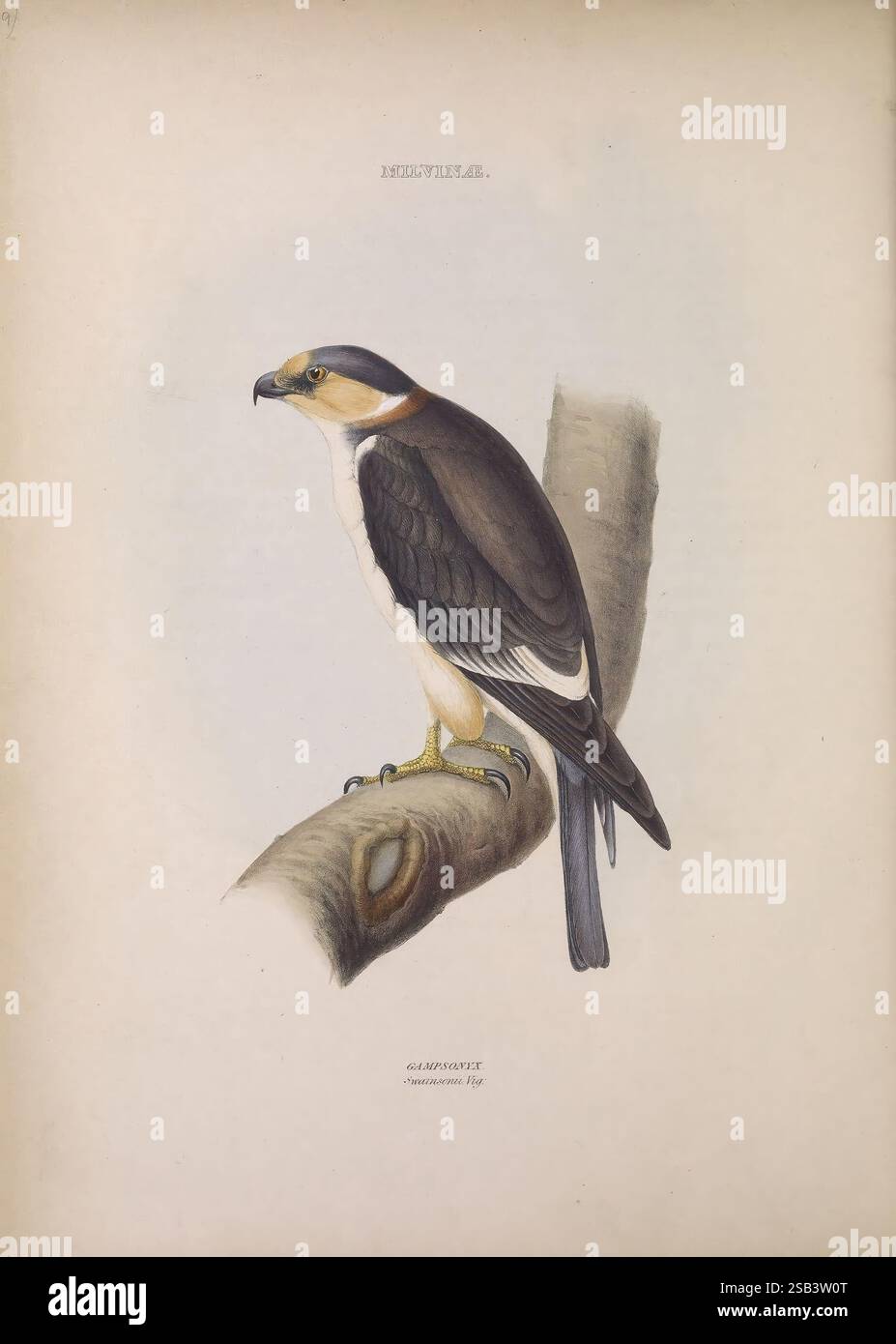 Predominantly dark upper side hi-res stock photography and images - Alamy