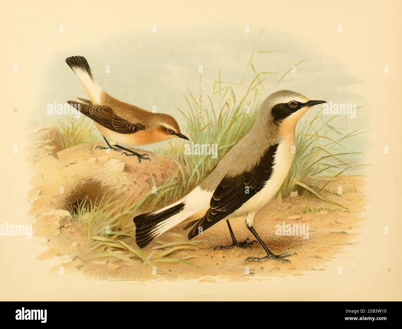 Larger companion hi-res stock photography and images - Alamy