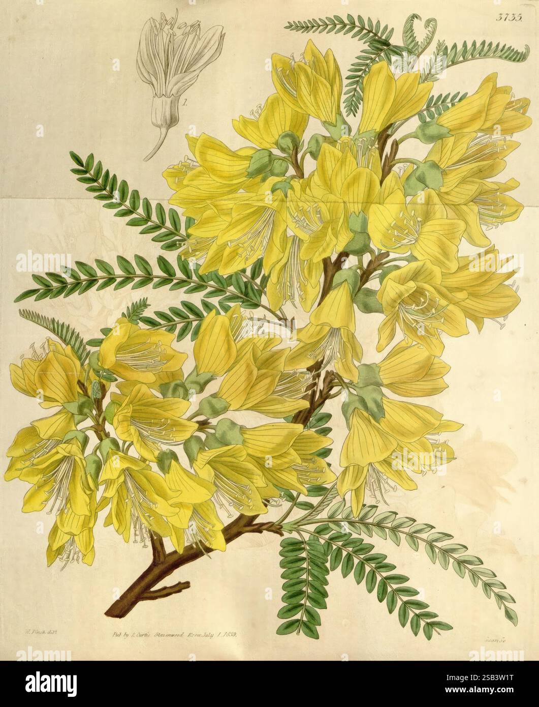 Curtis's Botanical Magazine London New York botany periodicals ...