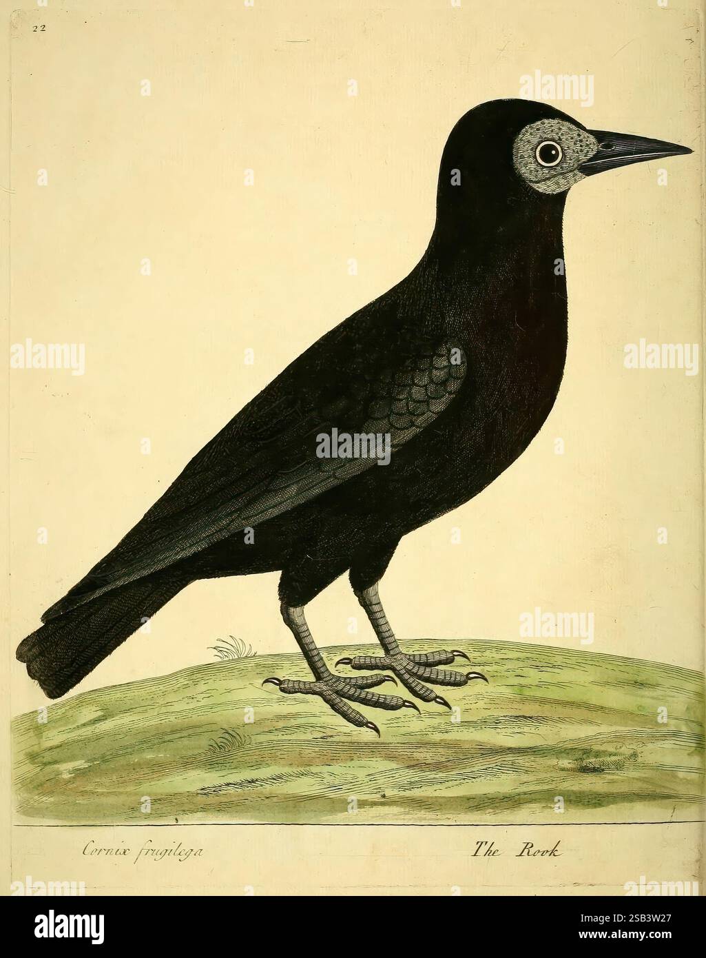 Crows stance hi-res stock photography and images - Alamy