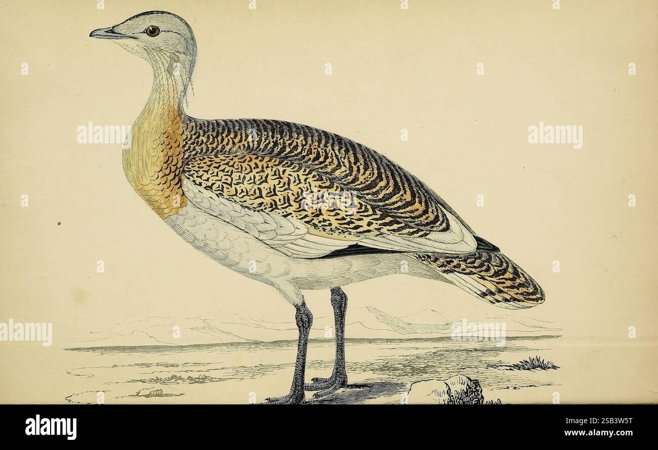 Well defined body posture hi-res stock photography and images - Alamy