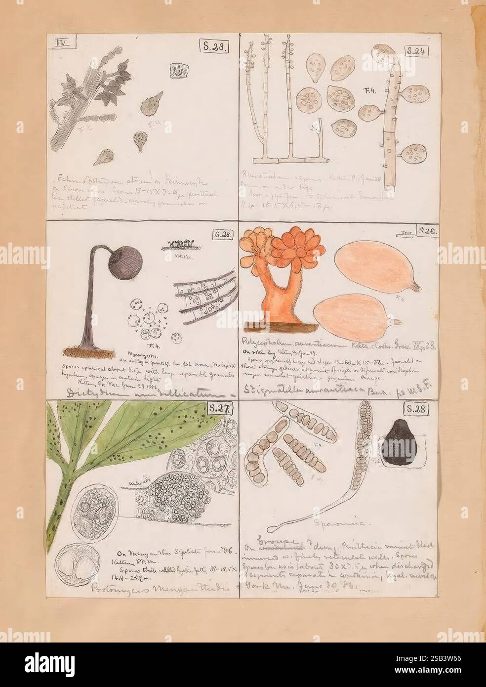 Roland, Thaxter, sketch, book, The display features a collection of ...