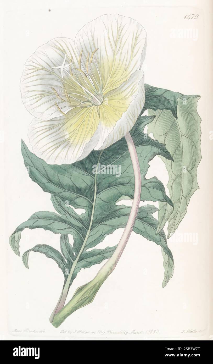 Plant introduction plants ornamental 20 sarah ann drake 2 women hi-res ...