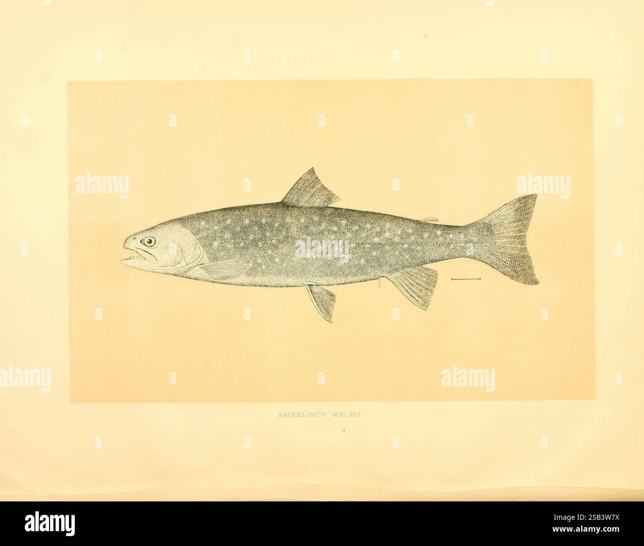 Trouts smooth scales hi-res stock photography and images - Alamy