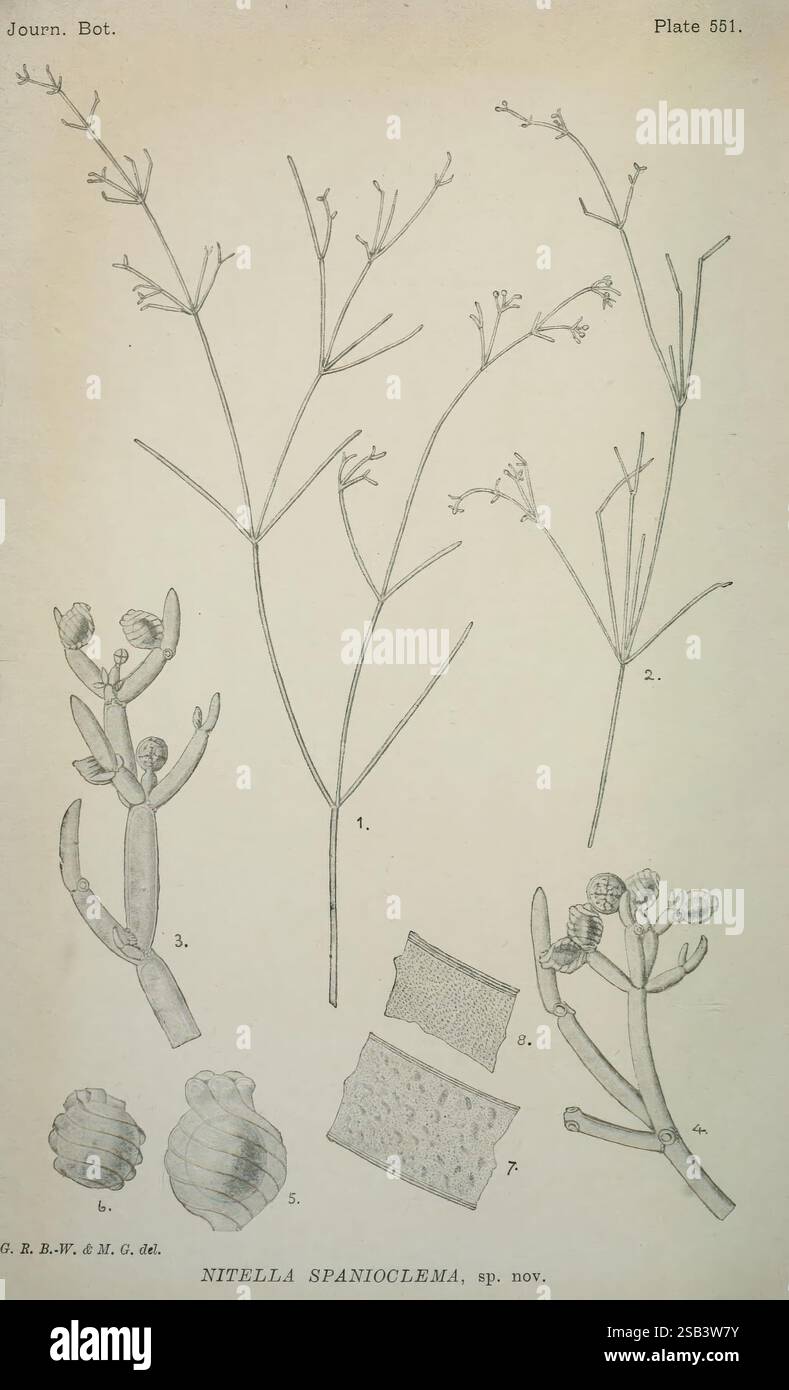 Journal of Botany, British and Foreign. London, Robert Hardwicke, 1863 ...