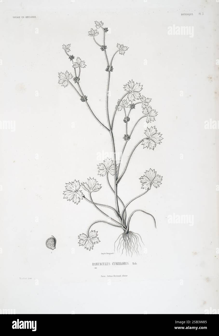 Ranunculus cinerarius hi-res stock photography and images - Alamy