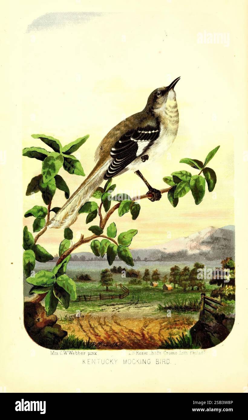 Mockingbird within hi-res stock photography and images - Alamy