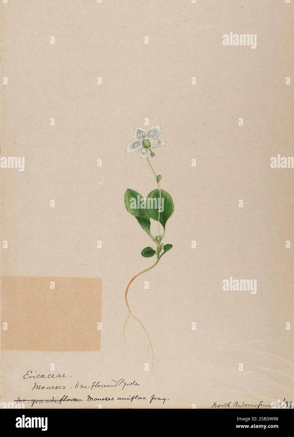 Central yellow green stigma hi-res stock photography and images - Alamy