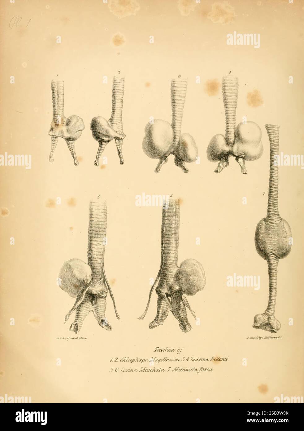 Understanding mammalian morphology hi-res stock photography and images ...