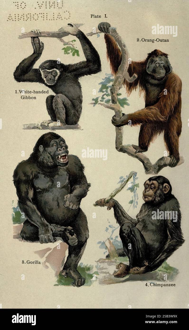 The Handy Natural History, Boston, R.G. Badger, The Gorham Press, 1910 ...