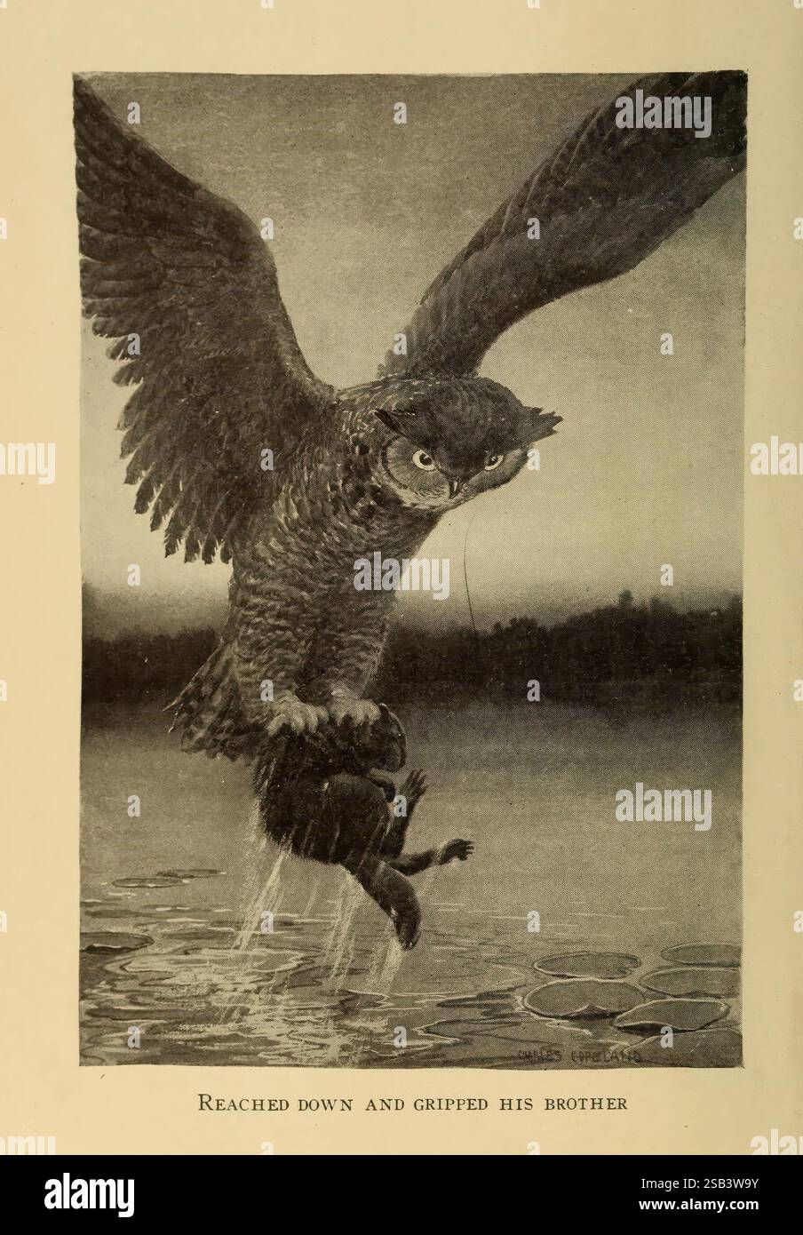 Owl reflects hi-res stock photography and images - Alamy