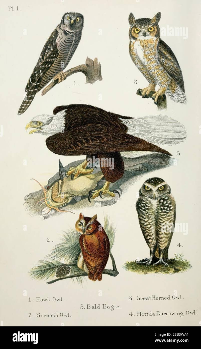 Three different owl species hi-res stock photography and images - Alamy