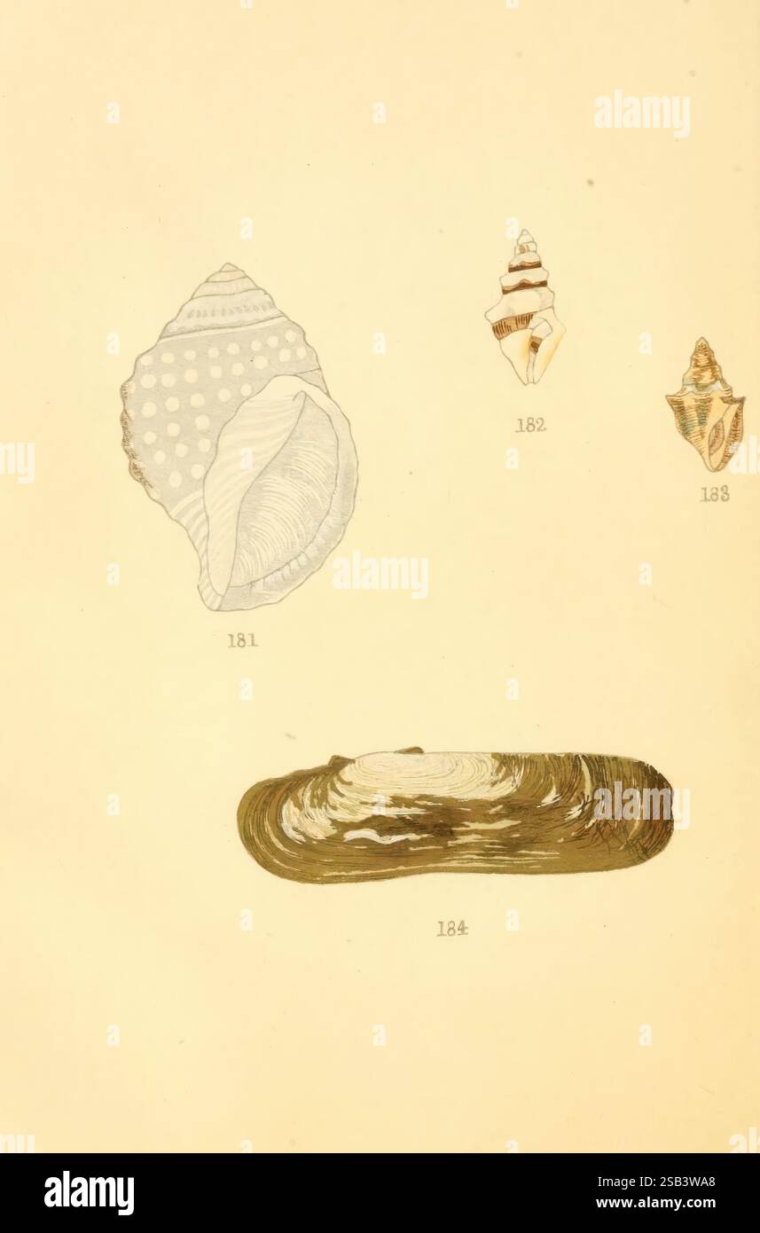 Pictorial works shells yoichiro hirase galeodea leucodoma hi-res stock ...