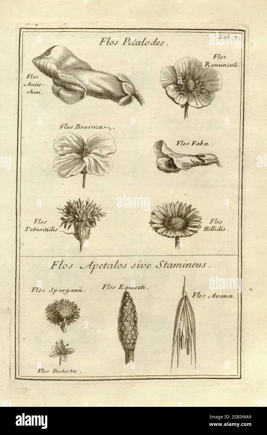 Additional floral varieties hi-res stock photography and images - Alamy