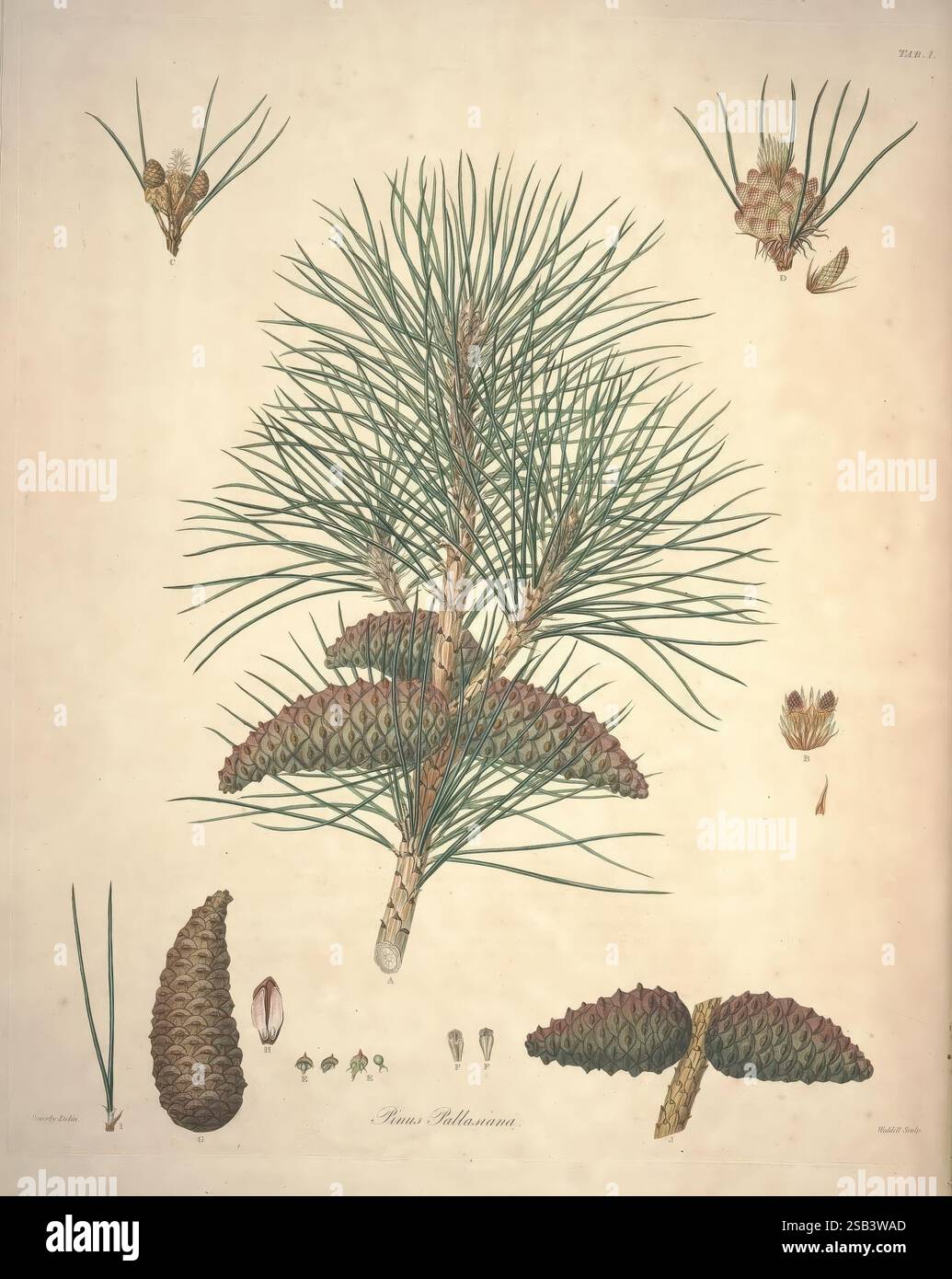 Pinaceae taxonomy hi-res stock photography and images - Alamy