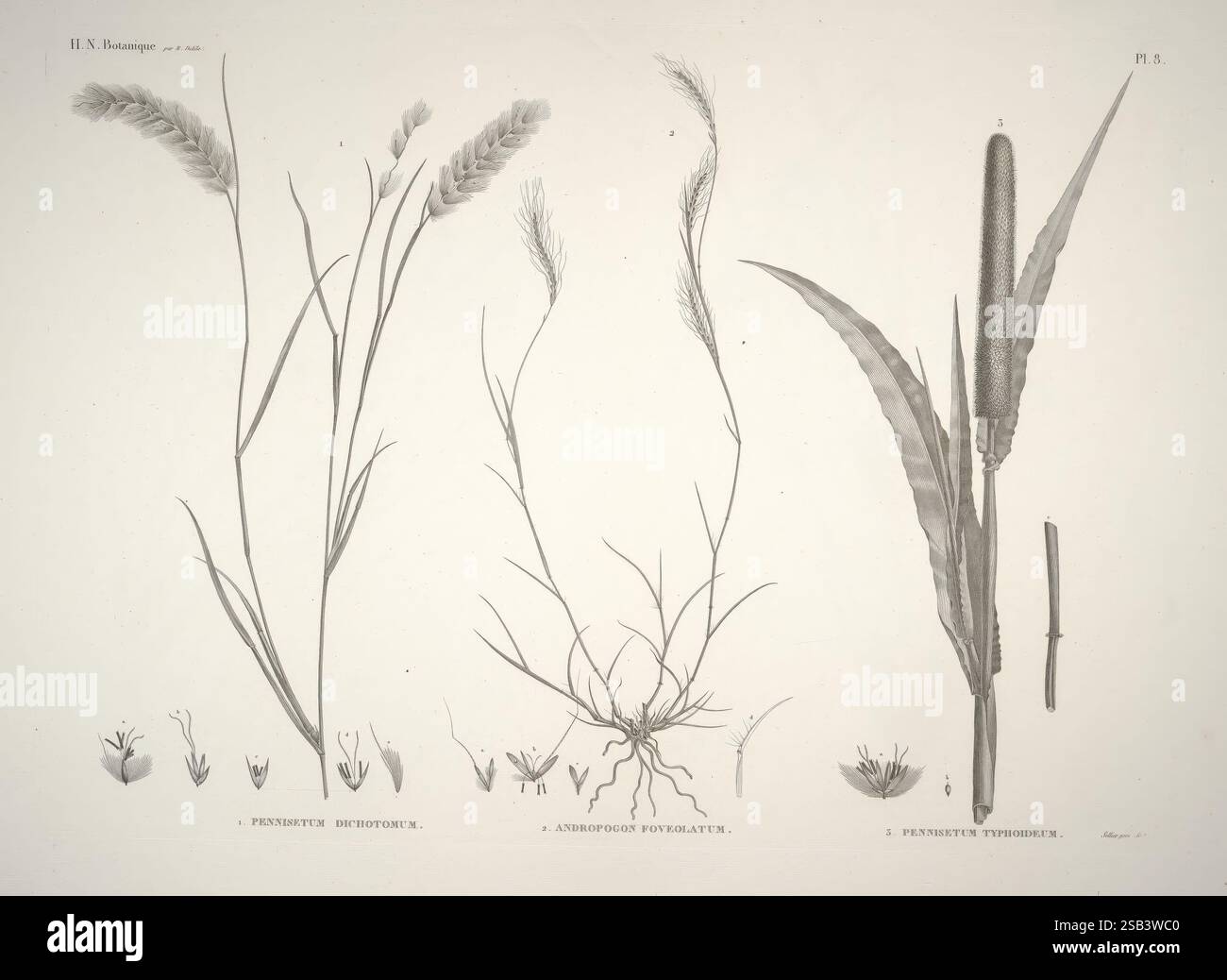 Tufted grass features hi-res stock photography and images - Alamy
