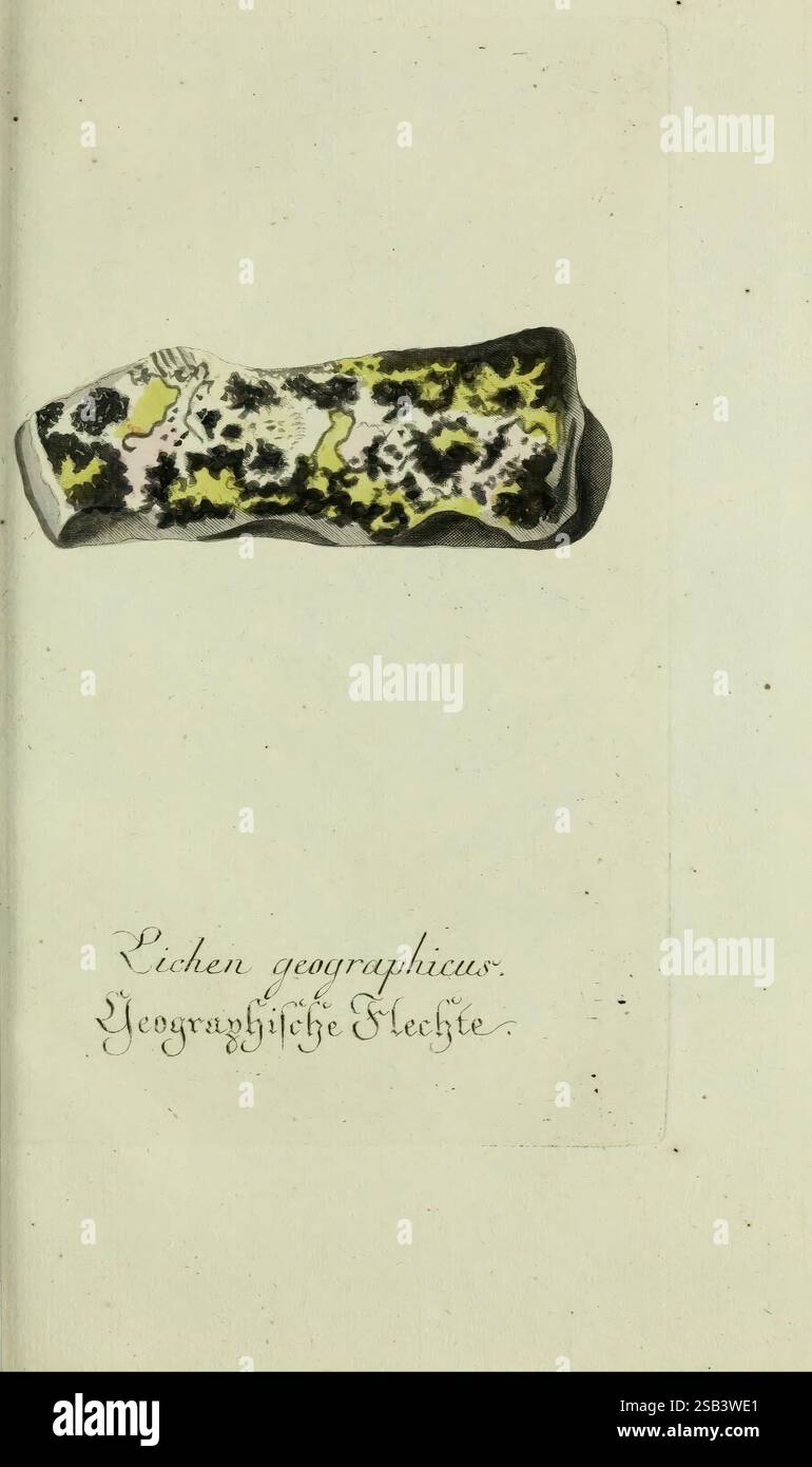 Lichen specimen labeled hi-res stock photography and images - Alamy