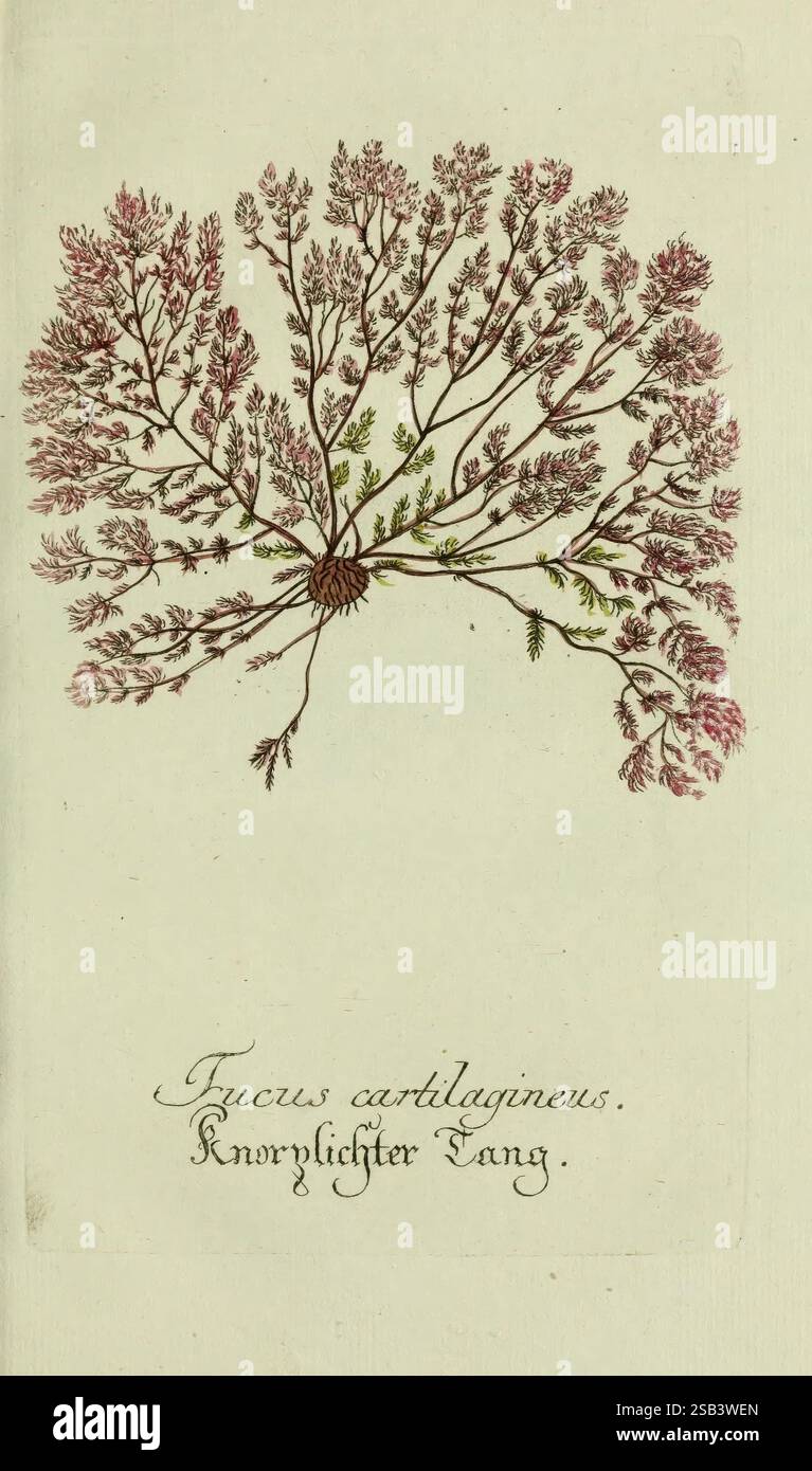 Branching seaweed specimen labeled hi-res stock photography and images ...