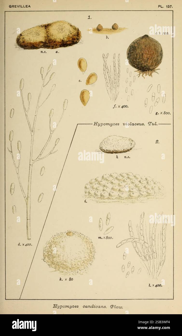 Grevillea, London, 1872-1894, cryptogamia, cryptogams, periodicals ...