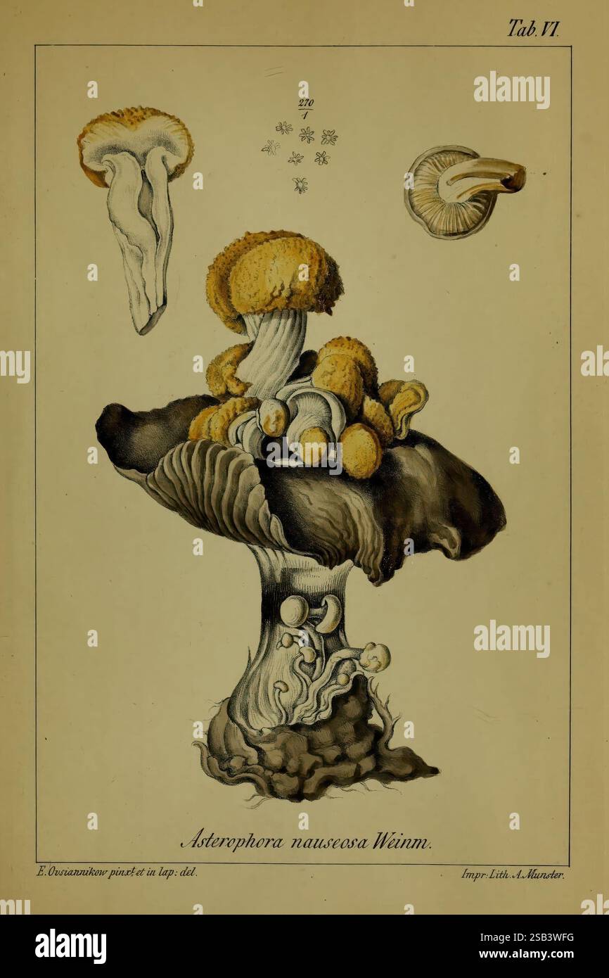 Fuzzy mushroom forms encircling hi-res stock photography and images - Alamy