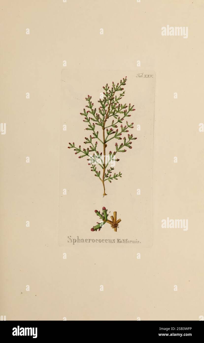 Sphaerocarpus californicus hi-res stock photography and images - Alamy