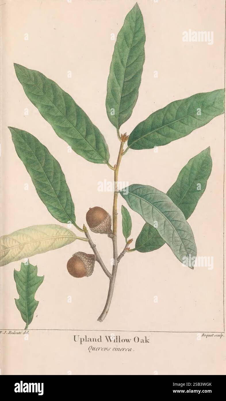 The North American sylva, Philadelphia, R.P. Smith, 1853, botany, North ...