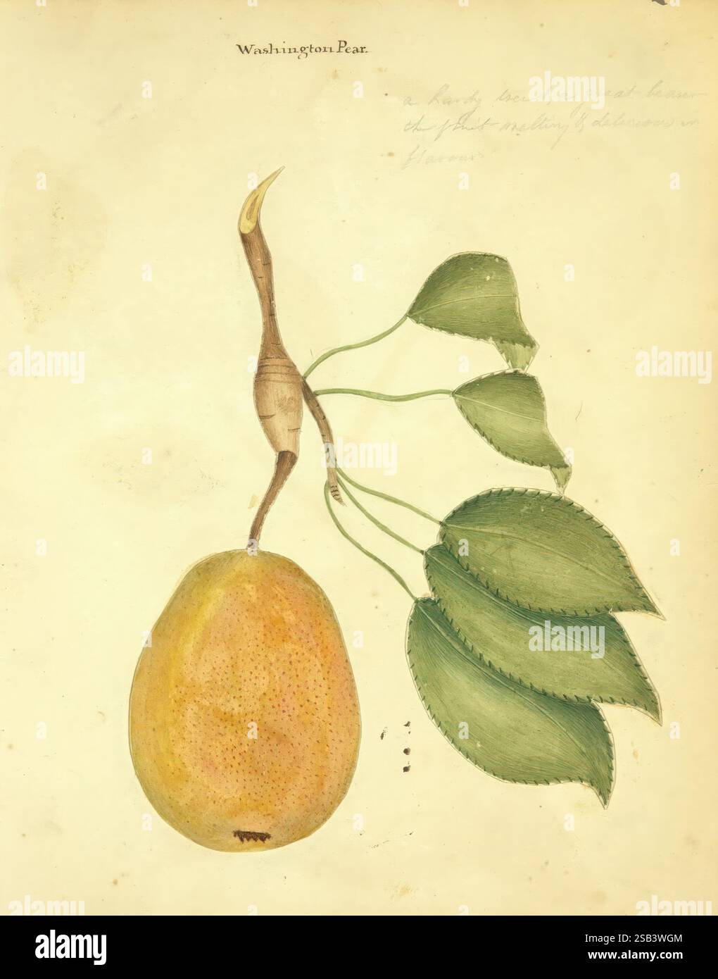 William Coxe, manuscript, 1810-1831, A botanical illustration featuring ...