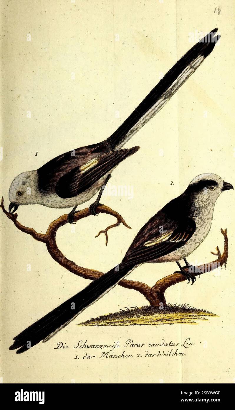 Illustration depicts two elegant long tailed birds perched hi-res stock ...