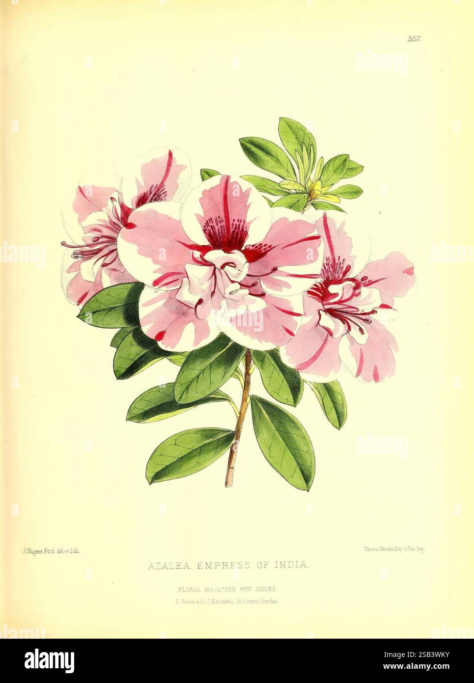 The floral magazine, London, L. Reeve & Co, flower gardening, flowers ...